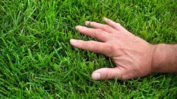 10 Best Types of Grass for Your Lawn: A Full Guide