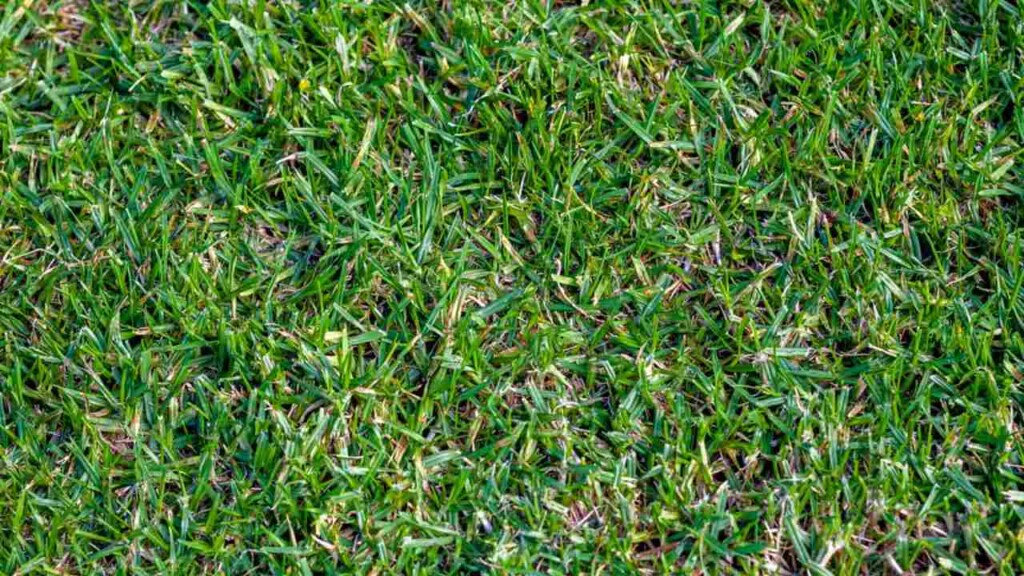 How to Plant, Grow & Care for Buffalo Grass + Pros & Cons - 2023