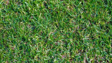 How to Plant, Grow & Care for Buffalo Grass + Pros & Cons - 2023