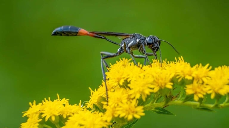 Most Common Types of Wasps (And How to Identify Them)