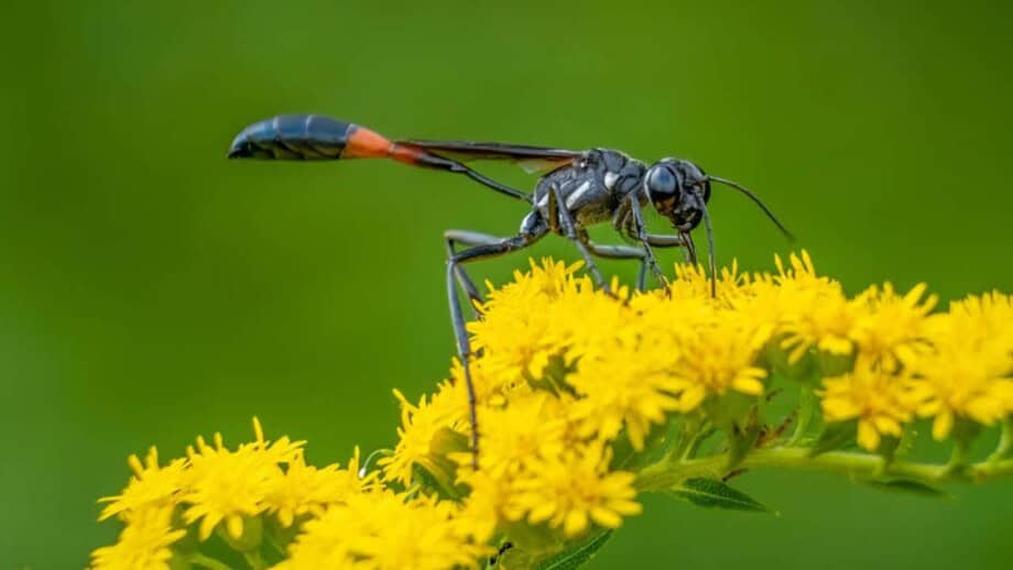 Most Common Types of Wasps (And How to Identify Them)