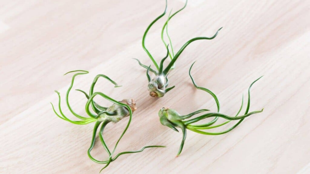 How to Grow and Care for Air Plants (No Soil Required) - 2023
