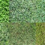 10 Best Types of Grass for Your Lawn: A Full Guide