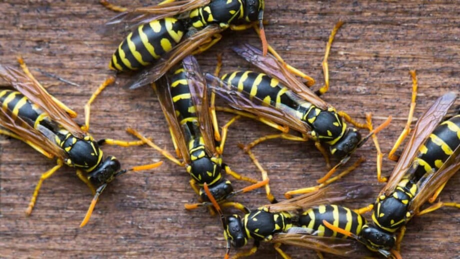 Most Common Types of Wasps (And How to Identify Them)