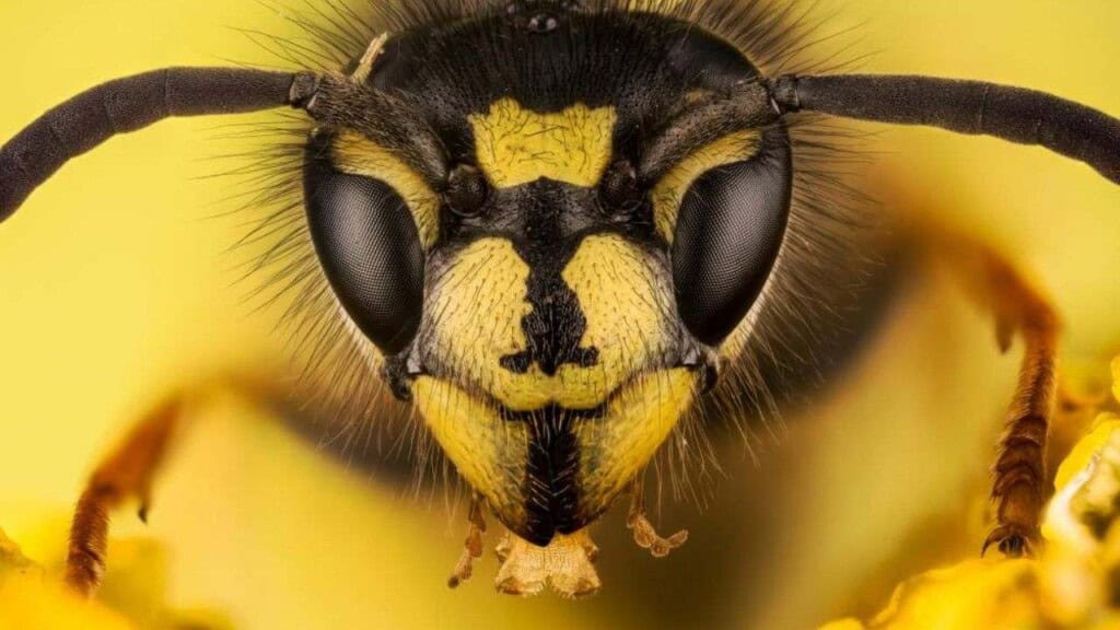 Most Common Types of Wasps (And How to Identify Them)