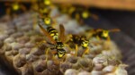 Most Common Types of Wasps (And How to Identify Them)