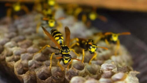 Most Common Types of Wasps (And How to Identify Them)