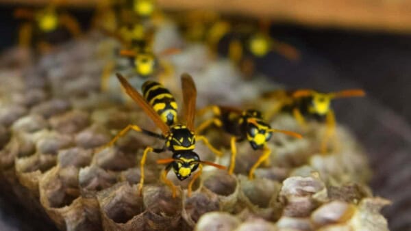 Most Common Types of Wasps (And How to Identify Them)