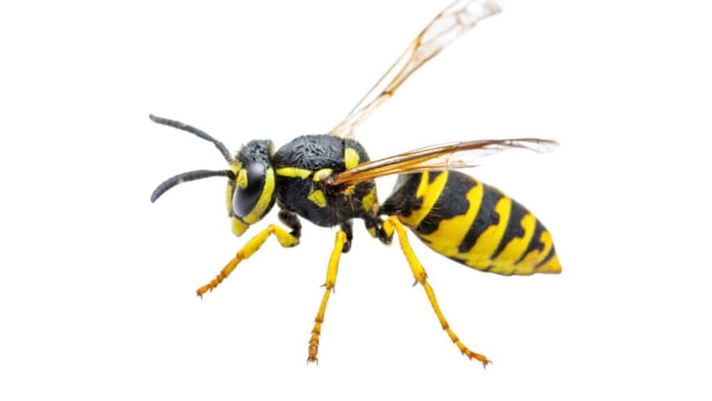 Most Common Types of Wasps (And How to Identify Them)