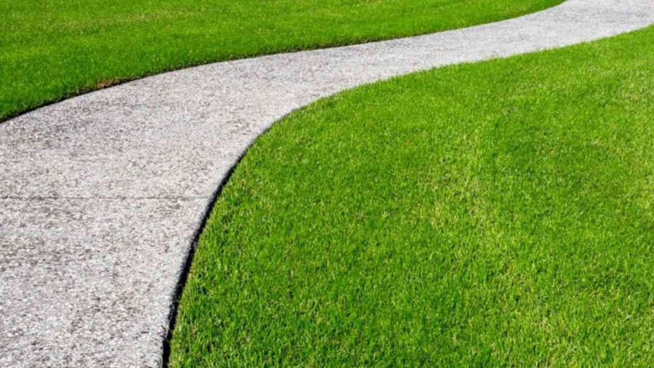 10 Best Types of Grass for Your Lawn: A Full Guide