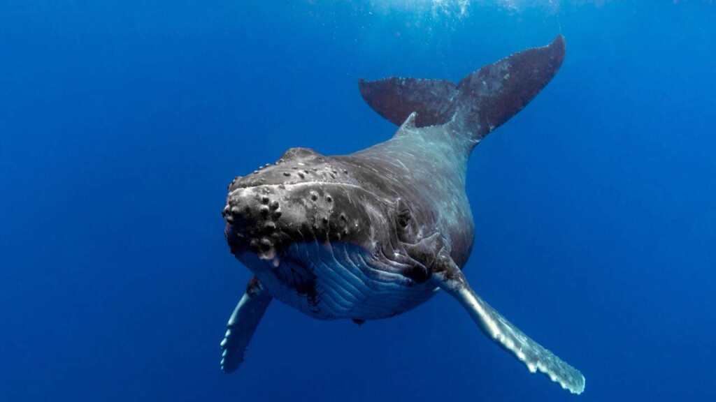 Nature's Giants: 12 Animals That Redefine the Meaning of 'Big'
