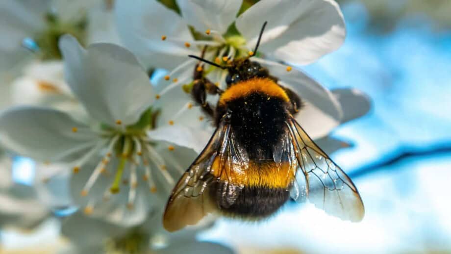 If You Care About Your Garden You Absolutely Need To Attract These 12 ...