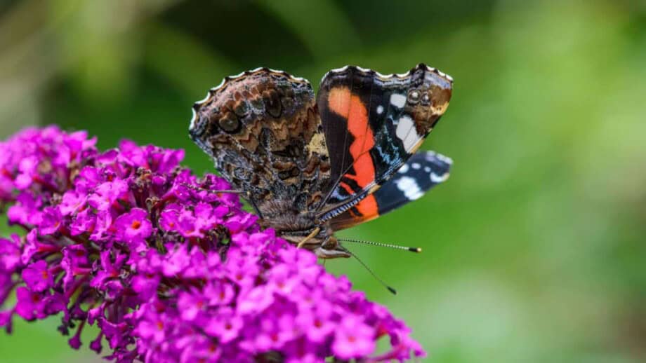 How to Plant, Grow, and Care for Butterfly Bush (Buddleia)