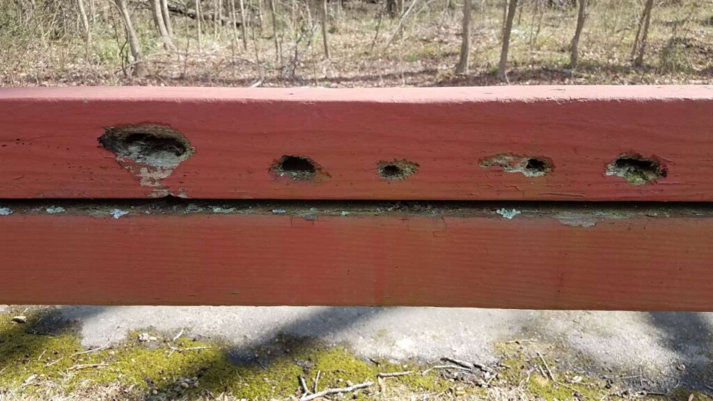 Carpenter Bee: What Are They and How to Get Rid of Them