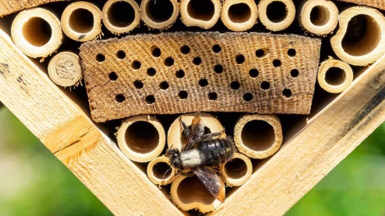Carpenter Bee: What Are They and How to Get Rid of Them