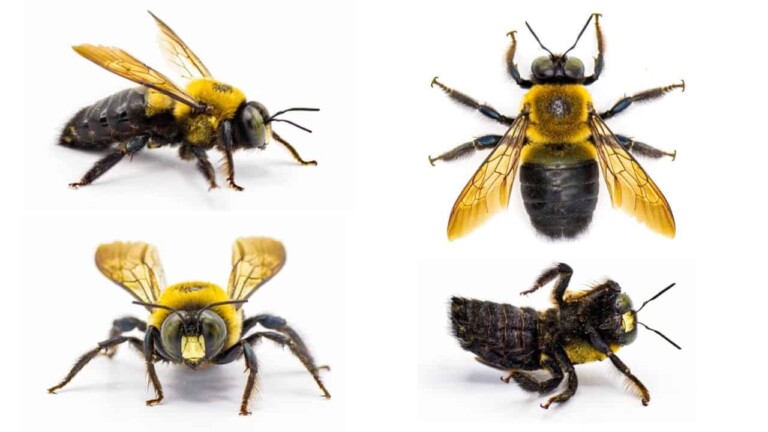 Carpenter Bee: What Are They and How to Get Rid of Them
