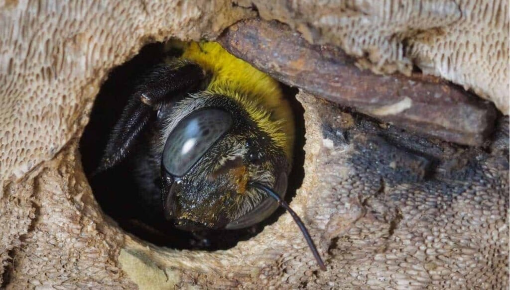 Carpenter Bee: What Are They and How to Get Rid of Them
