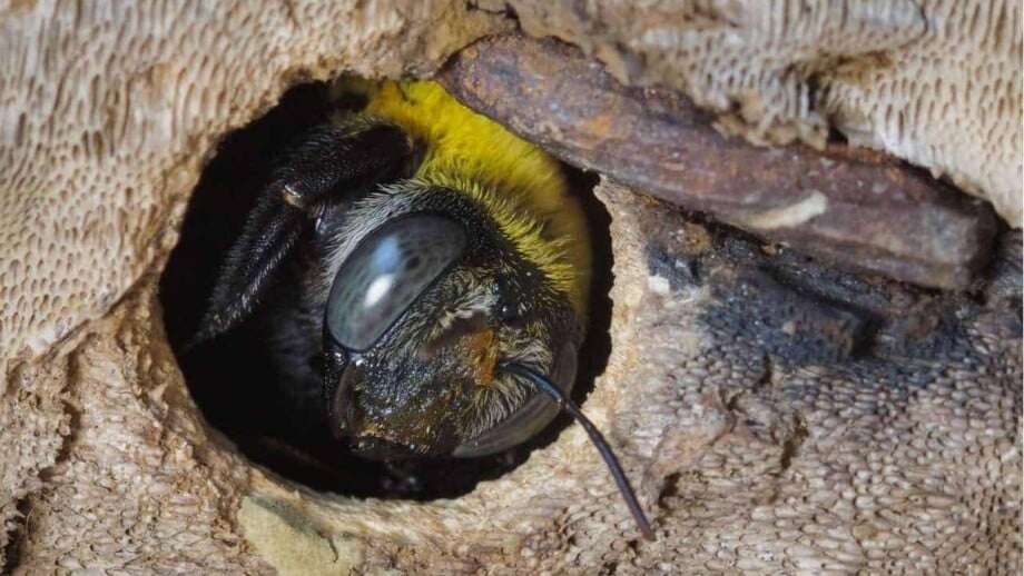 Carpenter Bee: What Are They and How to Get Rid of Them