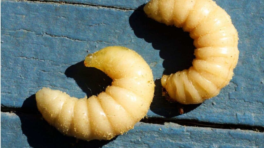 Carpenter Bee: What Are They and How to Get Rid of Them