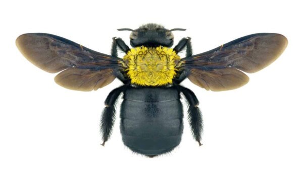 Carpenter Bee: What Are They and How to Get Rid of Them