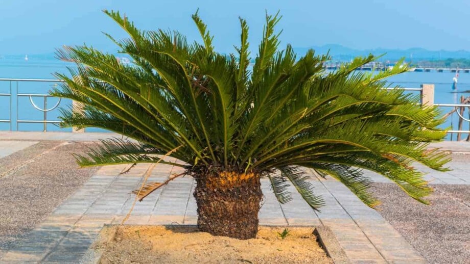 Sago Palm: A Complete Care and Safety Guide with Photos - 2023