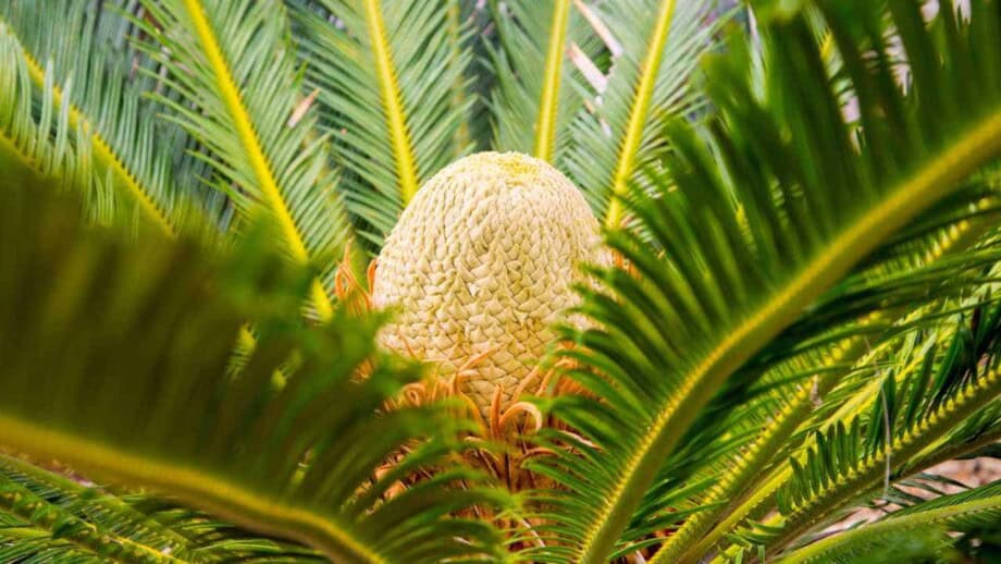Sago Palm: A Complete Care and Safety Guide with Photos - 2023
