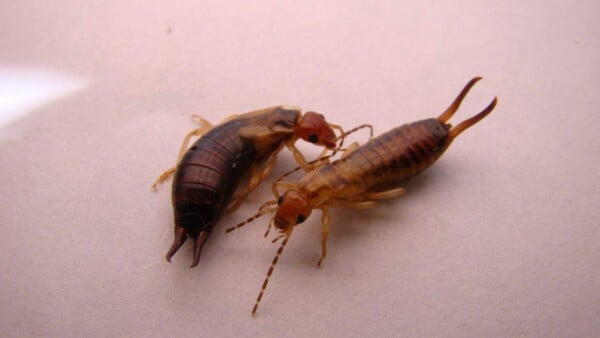 Do Earwigs Bite - Everything You Need to Know in 2023 w Pictures
