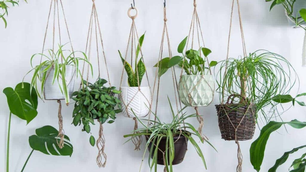 The Best Hanging Plants in 2024 + How and Where to Hang Them