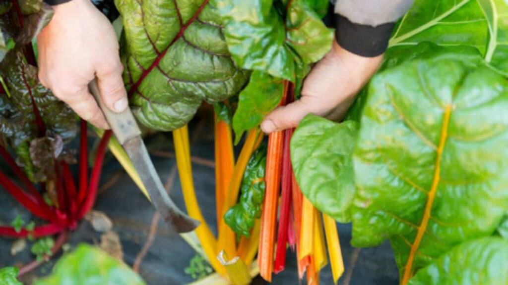 12 Easy Vegetables to Grow at Home Even if You Have No Idea What You're ...