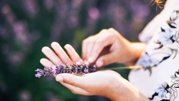14 Plants That Repel Mosquitoes - Best Mosquito Repellent Plants!