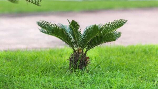 Sago Palm: A Complete Care and Safety Guide with Photos - 2023