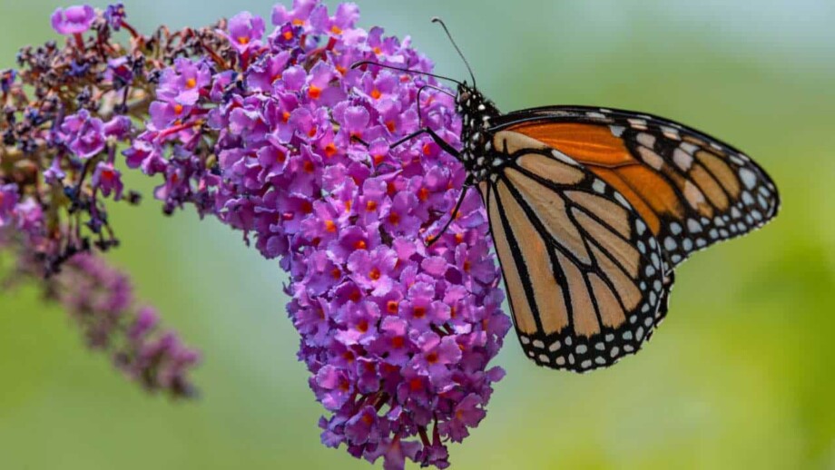 How to Plant, Grow, and Care for Butterfly Bush (Buddleia)