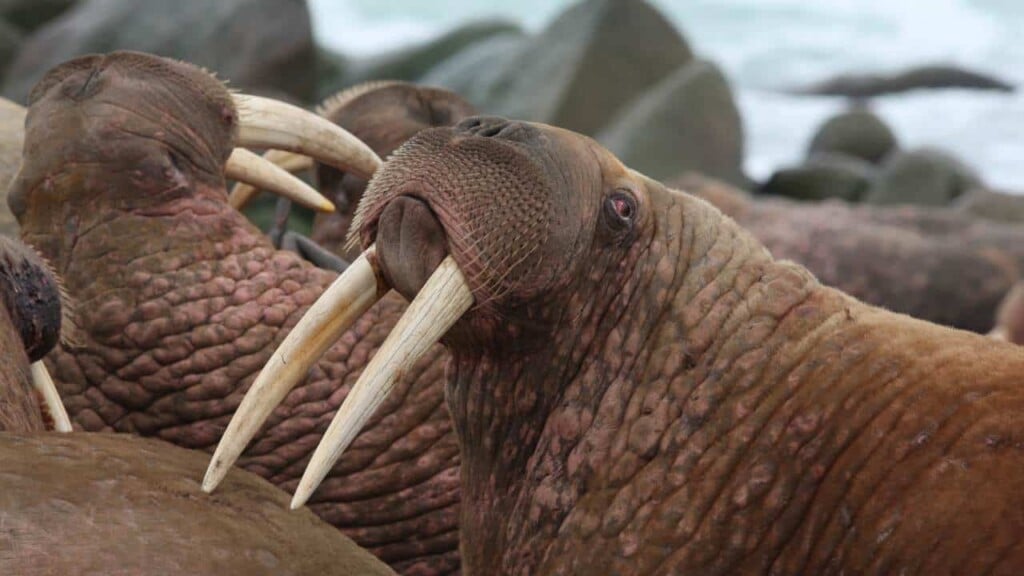 Nature's Giants: 12 Animals That Redefine the Meaning of 'Big'