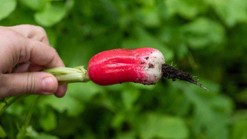 If You Care About Your Health and Only Have a Patio Then Grow These 10 ...
