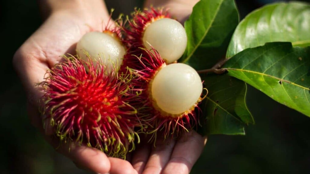 12 Lesser-Known Fruits for Adventurous Taste Buds