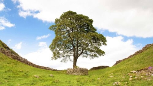 Complete Guide to Plant, Grow, and Care for a Sycamore Tree