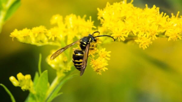 If You Care About Your Garden You Absolutely Need To Attract These 12 ...