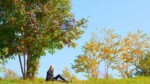 Ash Tree Guide: What Is It + 15 Common Species of Ash Trees