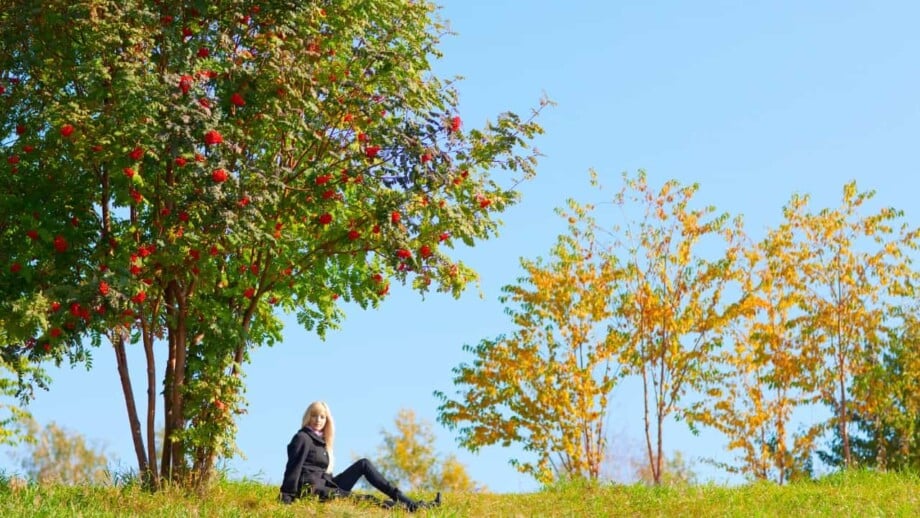 Ash Tree Guide: What Is It + 15 Common Species of Ash Trees