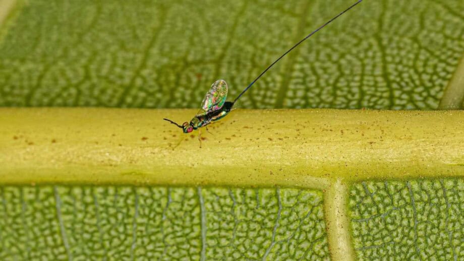 Fig Wasp: Are There Dead Wasps in My Figs? (Complete Guide)