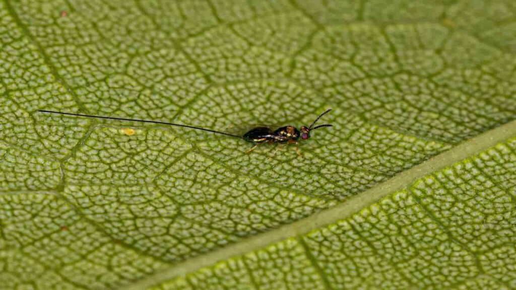 Fig Wasp: Are There Dead Wasps in My Figs? (Complete Guide)