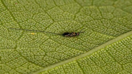 Fig Wasp: Are There Dead Wasps in My Figs? (Complete Guide)