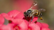 How to Identify 15 Most Common Types of Bees (With Pictures)