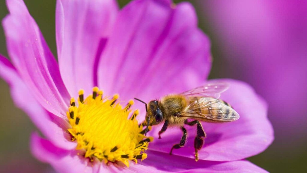 How to Identify 15 Most Common Types of Bees (With Pictures)