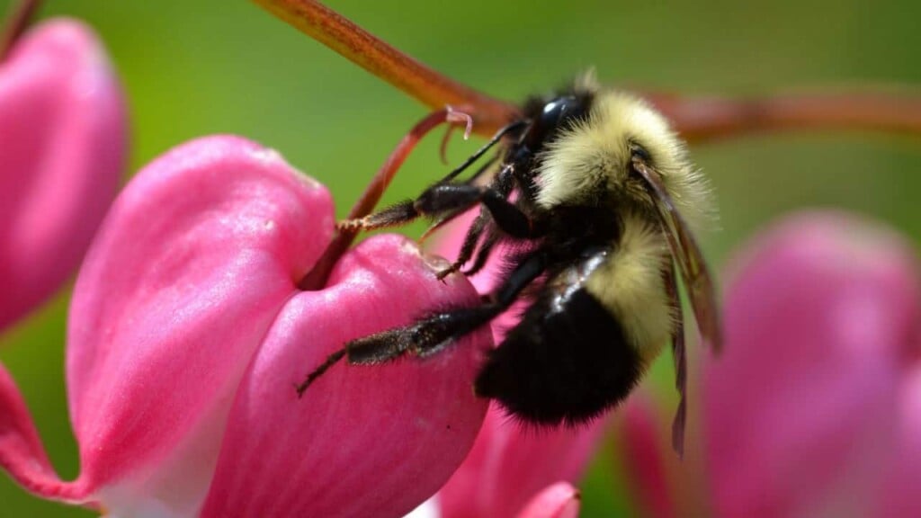 How to Identify 15 Most Common Types of Bees (With Pictures)