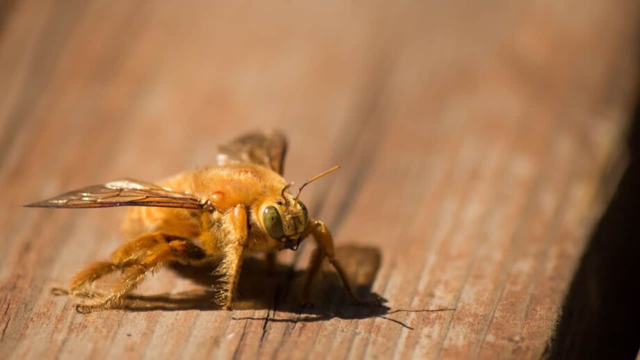 How to Identify 15 Most Common Types of Bees (With Pictures)