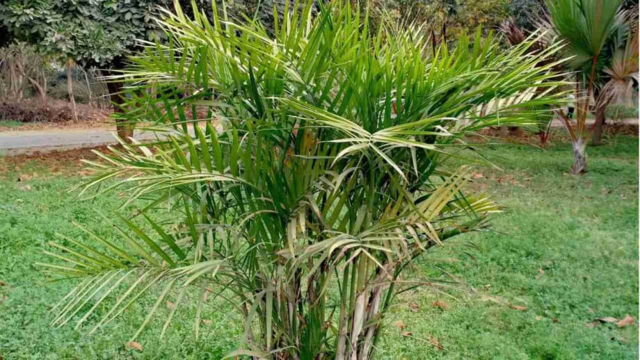 Is Cat Palm Safe for Cats + Complete Care Guide