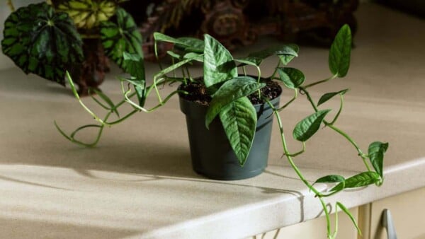How to Grow and Care for Cebu Blue Pothos (Complete Guide)