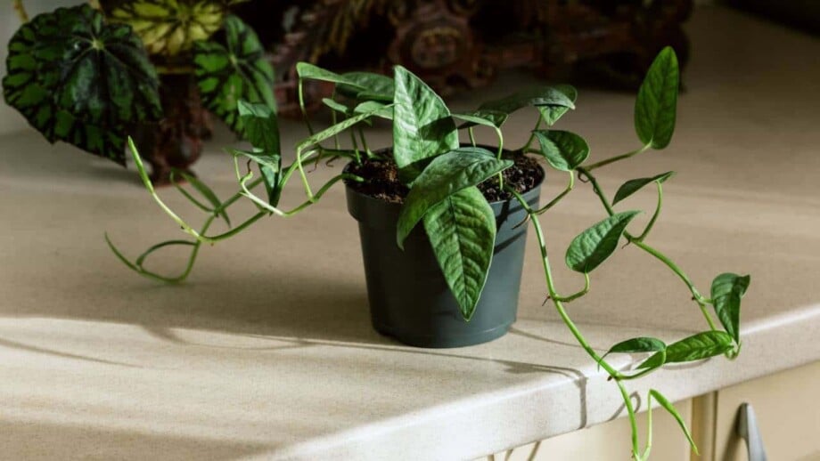 How to Grow and Care for Cebu Blue Pothos (Complete Guide)