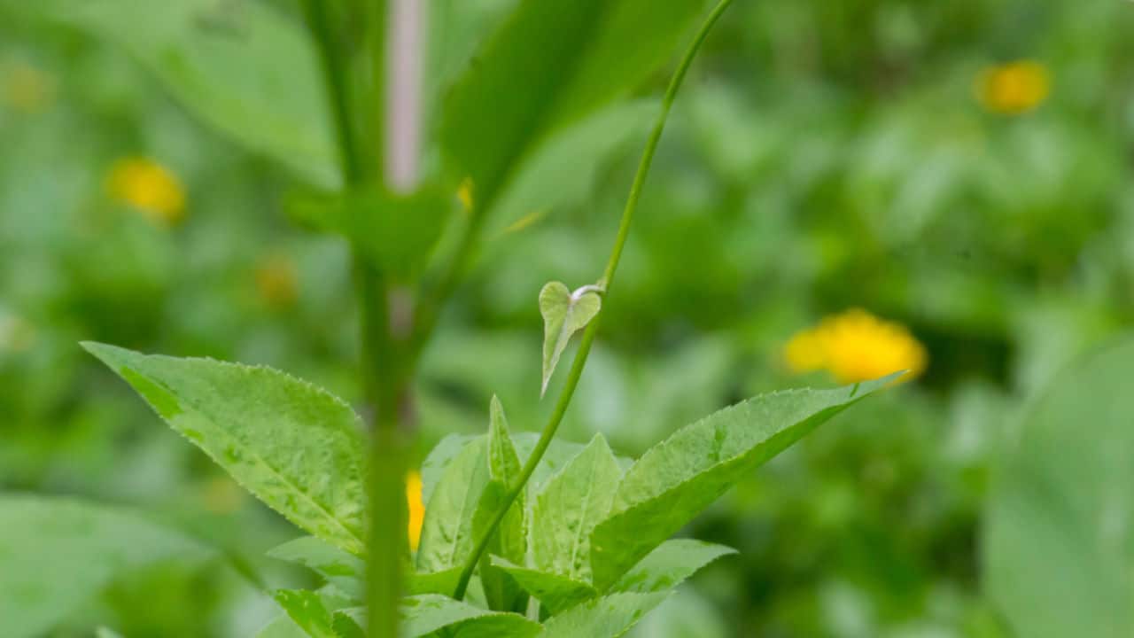 How to Grow and Care for Cebu Blue Pothos (Complete Guide)